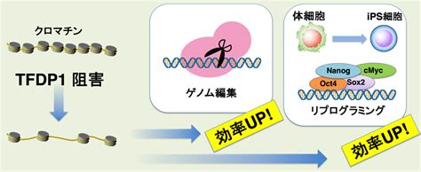 ゲノムdnaの機能を制御する遺伝子を発見 〜ゲノム編集やipsリプログラミングに応用可能〜 テック・アイ生命科学
