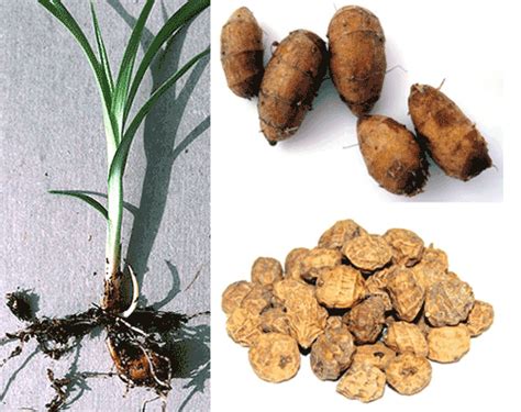 Health Benefits Of Tiger Nuts Aloud Africa