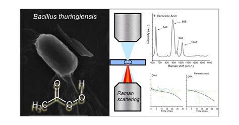 Types Of Bacterial Spores