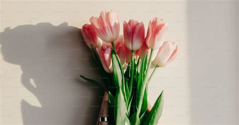 아침에 분홍색 튤립을 들고 있는 손은 집 배경의 창문 근처에 있는 하얀 소박한 벽에 부드러운 빛을 줍니다 봄 신선한 분위기
