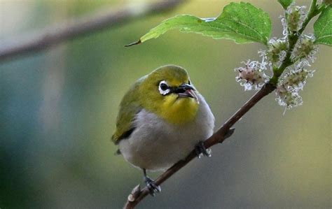 趣味の野鳥観察繍眼児目白 メジロ 4 趣味の野鳥観察 ブログ
