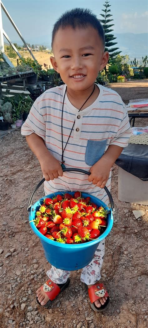 ช้างดอยโก๊ะสตรอเบอ ช้างดอยโก๊ะสตรอเบอรี่ ณ กังหันลมเขาค้อ