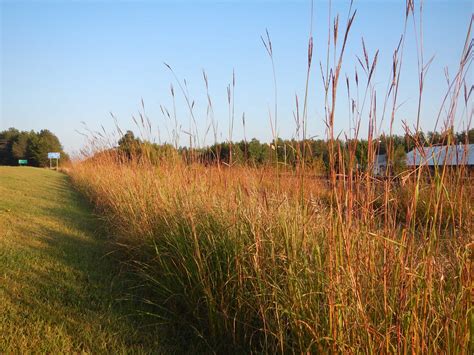 Tribe Andropogoneae Bluestem Tribesorghum Tribe Earthhome Evolution