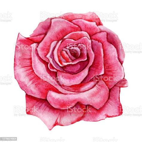 장미 꽃 핑크 버드 흰색 배경에 격리 된 손 수채화 그림 웨딩 인쇄물 초대장 축하 클립아트 엽서 생일을 위한 디자인 결혼식에