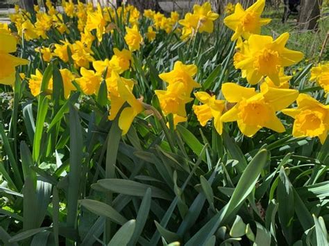 Meriden Daffodil Festival 2024 Road Closures Details Announced