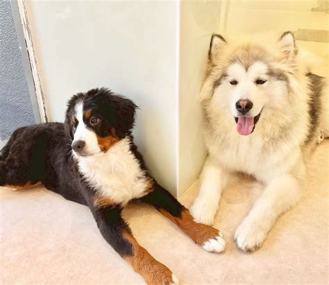 モフれる大型犬たちのカフェ Moffle 〖もっふる🦴 福岡天神店〗 Mofucafe Moffle Fukuoka