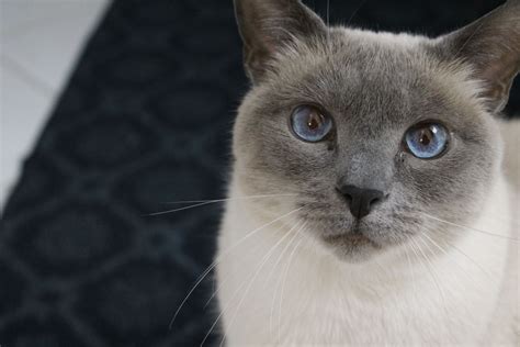 Blue Point Siamese Blue Point Siamese Blue Point Cats