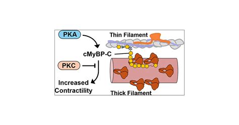 Functional Antagonism Of Protein Kinase C And A Phosphorylation Of