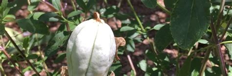 Iris Propagation Uc Agriculture And Natural Resources