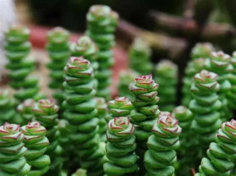 Crassula Perforata Subsp Kougaensis World Of Succulents