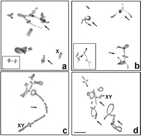 C Banding A B And Silver Staining C D At Diakinesis Showing Download Scientific Diagram
