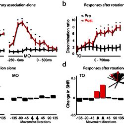 Simultaneous Representation Of Multiple Tasks After Learning Rotation