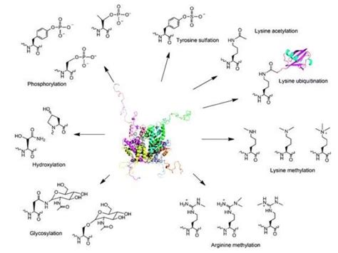 Post Translational Modifications Of Protein