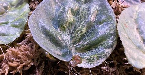 Peperomia Propagation Album On Imgur