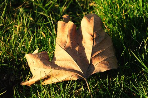 배경 화면 매크로 네덜란드 나무 가을 잎 식물 마크로 세부 묘사 Leafs 자연 그대로의 잔디 가족 낙엽