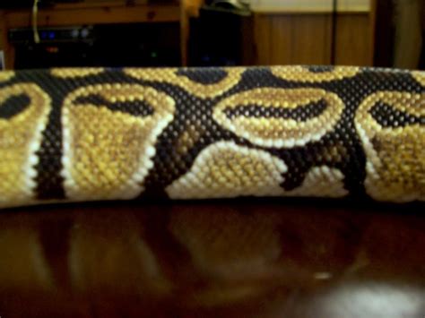 Jungle Ball Python Major Load Warning