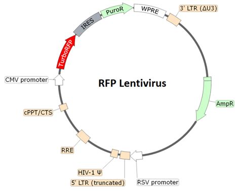 Rfp Lentivirus