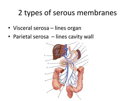 Ppt Three General Membranes Powerpoint Presentation Free Download