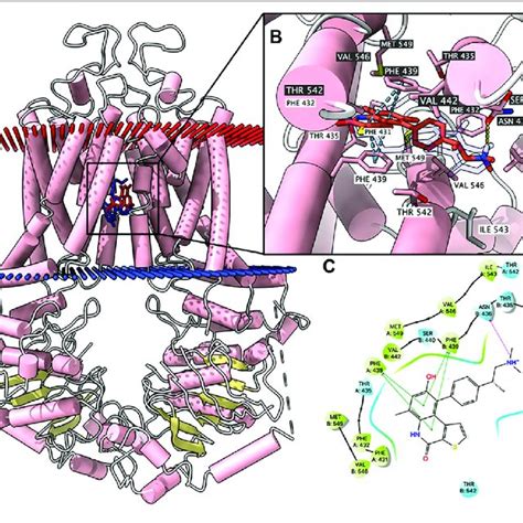 Highest Scoring Docked Pose Of Ots964 Within Human Abcg2 At