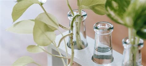 Cómo puedes hacer esquejes en agua Consumer