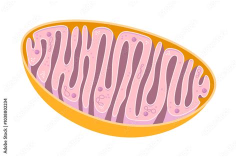 Vector Diagram Of Mitochondria Cross Section View Medical Infographics Stock Vector Adobe Stock