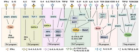 The Basics Of The Overall T Cell Signaling Pathway