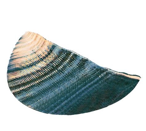 Download Blue Conch Conch Shell Royalty Free Stock Illustration Image Pixabay