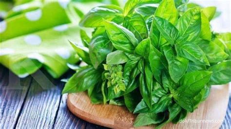 6 Manfaat Daun Kemangi Sebagai Obat Herbal Yang Harus Anda Ketahui