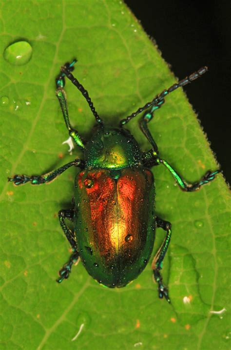 Chrysochus Auratus Chrysochus Auratus Picture Insect