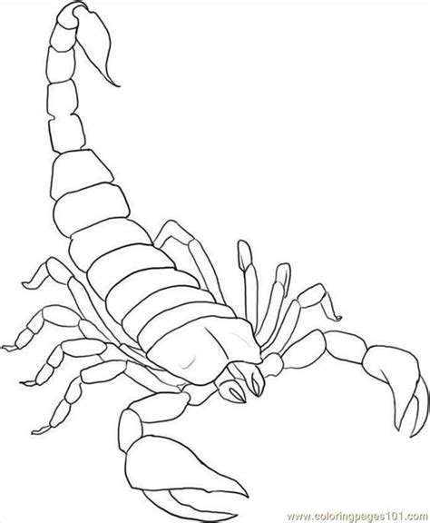 Scorpion Drawing