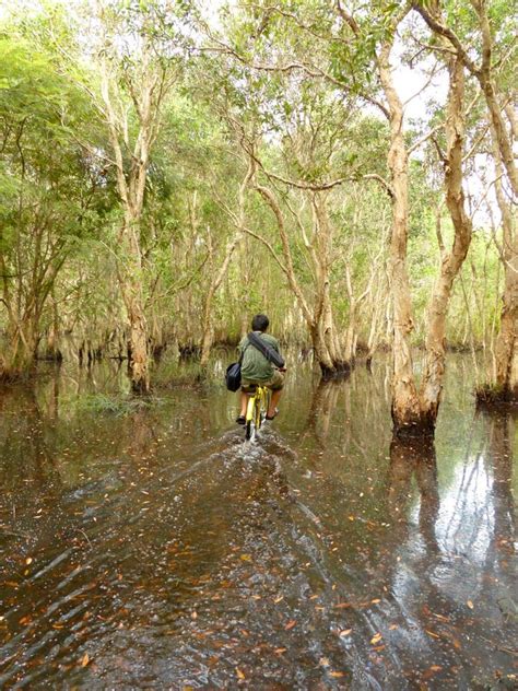 Mangrove Forest And Man Ride Bicycle Stock Image Image Of Scenic
