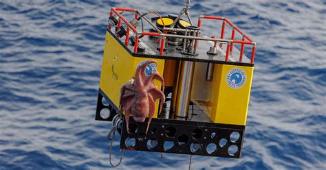 Kombi The Big Bright Yellow Box Spying On Antarctic Krill Australian