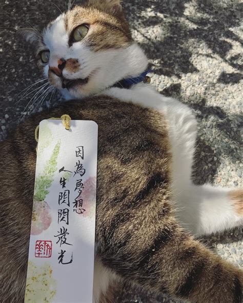 A Cat Laying On The Ground Next To A Tag With Chinese Characters