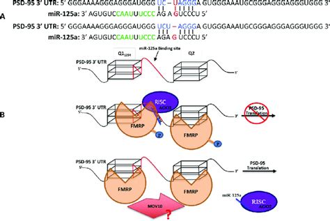 Proposed Model For Fmrp Fmrp S500d In Mediating The Mir 125a