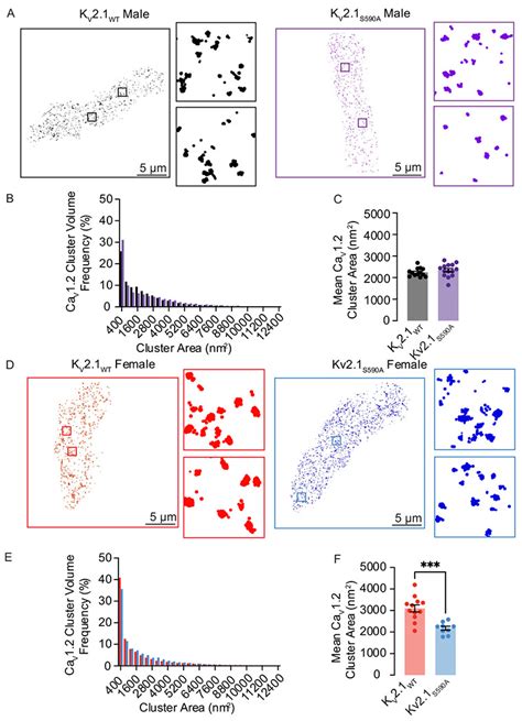 The Formation Of Kv21 Macro Clusters Is Required For Sex Specific