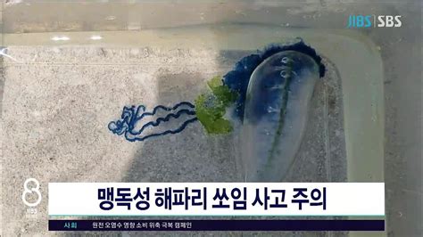 맹독성 해파리 쏘임 사고 주의 네이버 Tv