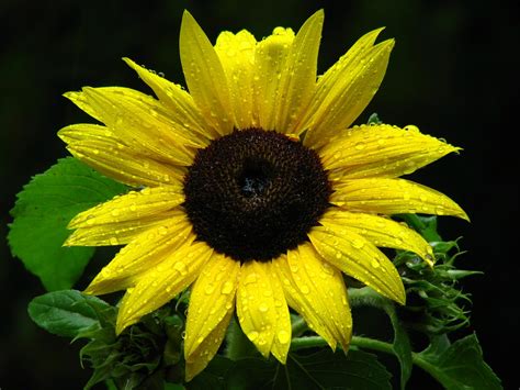 10 curiosidades sobre el girasol El Jardín de Venus