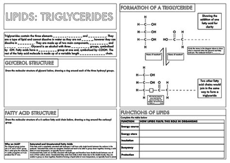 A Level Biology Lipids Triglycerides Summary Worksheet Teaching