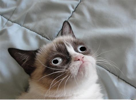 🔥 [40 ] Derpy Cat Wallpapers Wallpapersafari