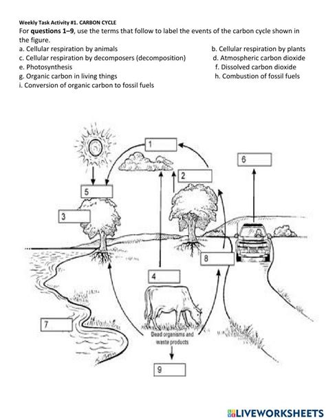 Group 4 Biology People How Does Your Carbon Cycle Succession And