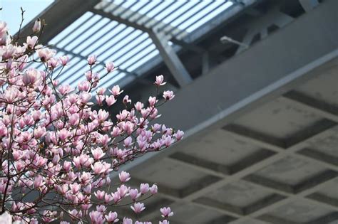 华中农业大学——农艺与种业专业型硕士（植科院）考研情况分析2022 2023年度 知乎