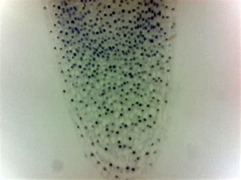 Onion Root Tip Mitosis Prepared Microscope Slide