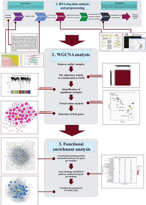 The Used Pipeline For Construction Of The Co Expression Gene Network