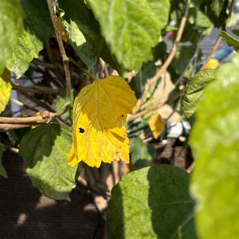 10 Dos And Donts Of Growing Double Hibiscus 🌺