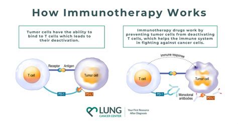Lung Cancer Immunotherapy Side Effects And Clinical Trials