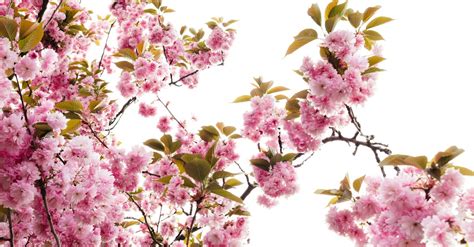 가지 개화 경치 경치가 좋은 계절 계절의 변화 고요한 꽃 꽃무늬 꽃이 만개한 꽃이 피는 꽃잎 나무 나뭇잎 낭만적인 독일 무성한 밝은 벚꽃