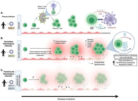 Molecular Insight Into Dengue Virus Pathogenesis And Its Implications