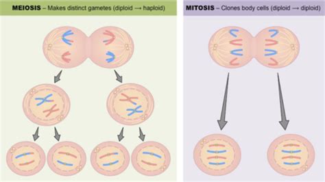 Heredity Molecular Level Flashcards Quizlet