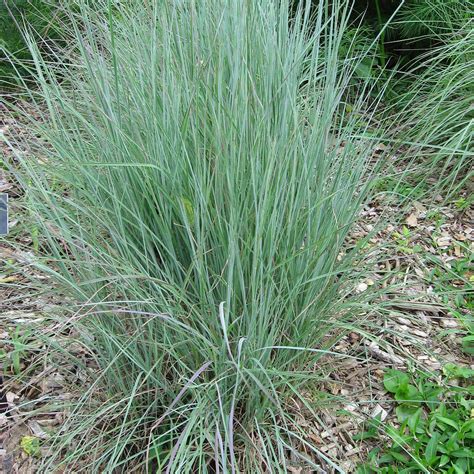 Embrace The Magic Embracing Native Ohio Grasses For A Thriving Garden
