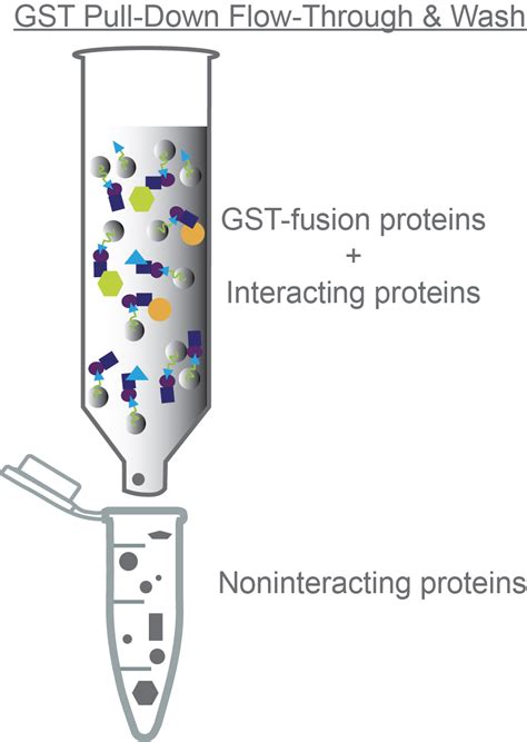 What Is A Gst Pull Down Assay The Complete Overview With Protocols And Analyses Guides Goldbio
